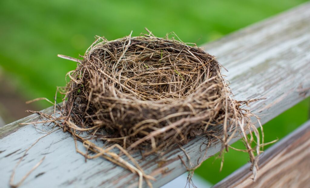 Development with Danielle©—Parenting and Empty-Nesting in the Trades ...