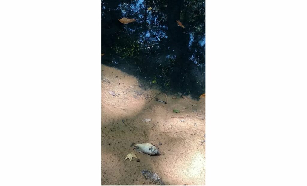 Colony Ridge and the Unprecedented Ecological Disaster it Will Soon ...